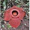 Amazon.com : New Fresh 10pcs Rafflesia Plants Seeds Generic : Patio ...