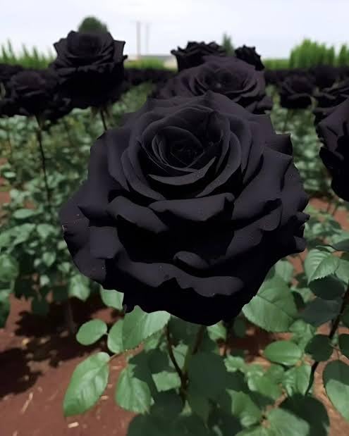 Samrat Black Rose big size live plants, live rose plants for big size ...
