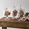 Amazon.com: Elements Glass Apothecary Jars, Set of 3 Clear Decorative ...