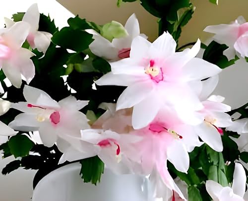 RADHA RANI PLANT HOUSE - Christmas Succulents cactus Baby White ...