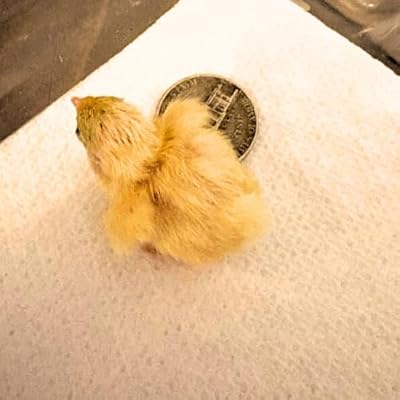 Undique Button Quail Eggs for Hatching - 12 Count Philippines | Ubuy