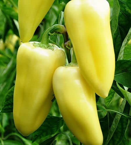 M-Tech Gardens Rare Chilli " White Giant " Exotic 50 Vegetable Seeds ...