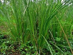 Intagro farms Chrysopogon zizanioides, vetiver, Khus plant.(live plant ...