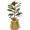 Amazon.com : Southern Magnolia Sympathy Gift Tree by The Magnolia ...