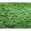 Amazon.com : No Mow Lawn Grass Seed, Dwarf Fine Fescue Mix, Low ...