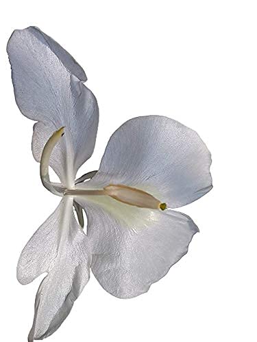Bahan Traders White Ginger Lily/Butterfly Ginger Kalyana Sougandhikam ...