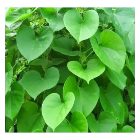 JooGTooK Giloy Plant, Gulvel Plant Medicinal Herbal Natural Plant with ...