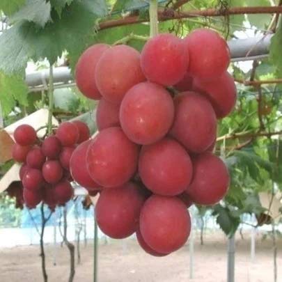 Popular Japanese Fruits {Add These to Your Bucket List} - Antioxidant ...