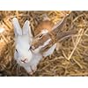 Amazon.com : 5 Pounds 100% Natural Wheat Straw for Animal Bedding ...