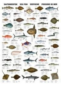 Colour Wall Chart: Seafish Special : Buy Online at Best Price in KSA ...