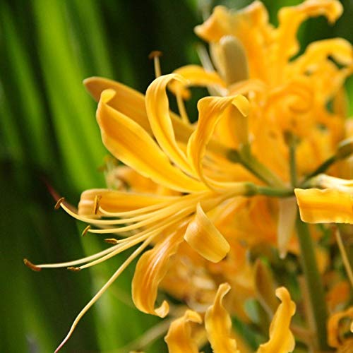 Radha Krishna Agriculture Nerine Lily - Lycoris Yellow Color | Flower ...