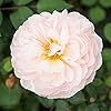 Amazon.com : Heirloom Roses Shrub Rose Plant - Moonlight in Paris ...