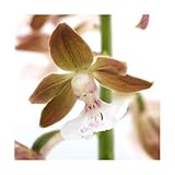 ・ブランド:CHARM・製造元:charm