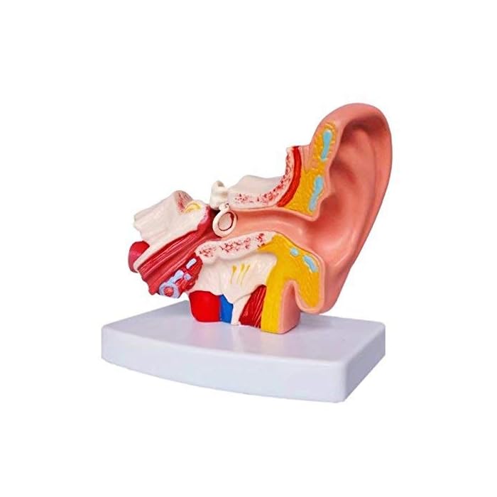 Buy 1.5x Times Human Ear Anatomy Medical Model Showing Organs Structure ...