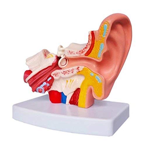 Buy 1.5x Times Human Ear Anatomy Medical Model Showing Organs Structure ...