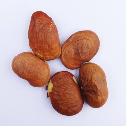 EasySeeds™ Pongamia pinnata, Pongam Tree, Pongame Oil Tree, Millettia ...
