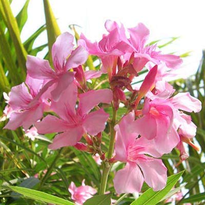 The Store Hub Beautiful Garden Plant Live Kaner, Nerium Oleander (Pink ...