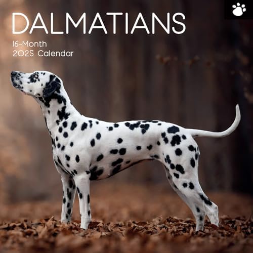 2025 Square Wall Calendar, Dalmatians, 16-Month Paw Prints Theme with ...