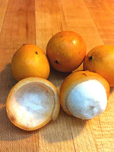 Creative Farmer Baraba Fruit Mangosteen Berry Yellow Colour Garden ...