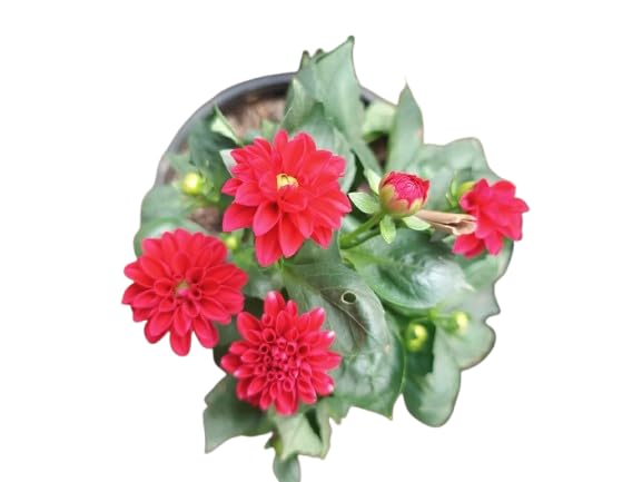 Mini Dahlia Live Plant – Dark Red Flowers | Compact Flowering Plant for ...
