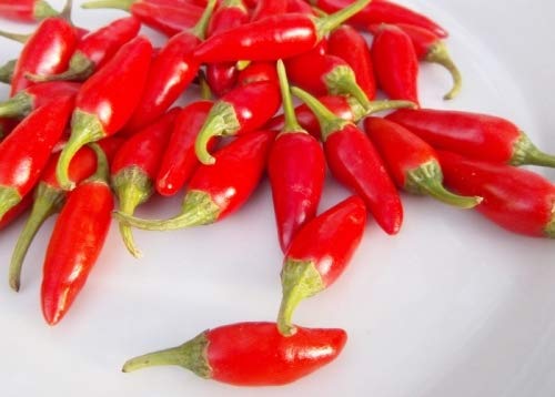 Seeds Point Rare F1 Hybrid Bullet Chilli Vegetable Seeds (20 Seeds Pack ...
