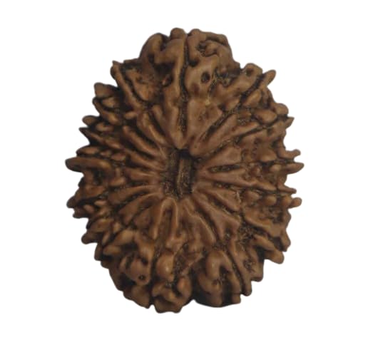 All Stone Religious 15 Mukhi Rudraksha Original Certified Nepali 15 ...