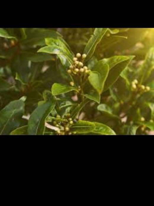 THE GREEN VIEW GARDENS Live Tej Patta, Plant – CTamala, Indian bay Leaf ...