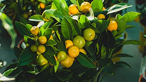 Calamansi tree - How to grow & care