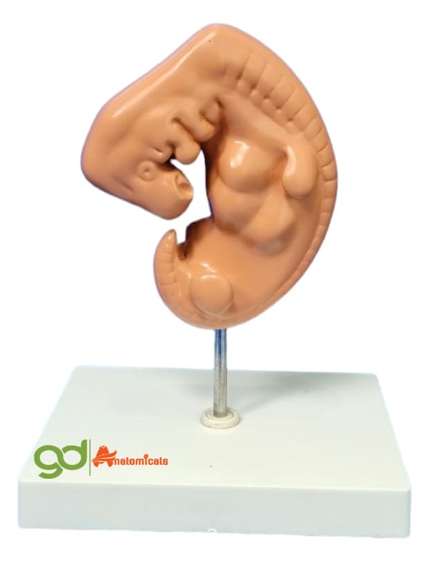 GD ANATOMICALS® Human Embryo Model - Lifesize Educational Tool for ...