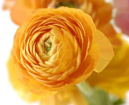 20 Gold Ranunculus Aviv Corms Bulbs by Hand Picked Nursery : Amazon.ca ...
