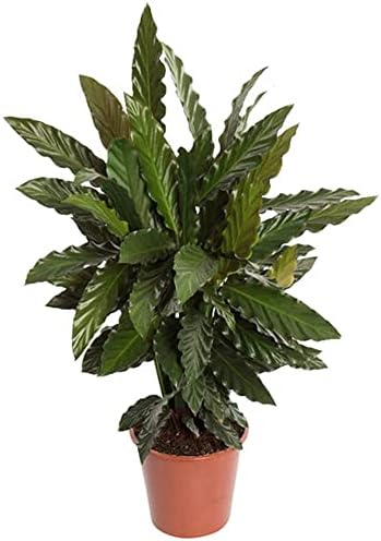 Calathea rufibarba Elgergrass in 12cm Pot - 40-50cm in Height inc Pot ...