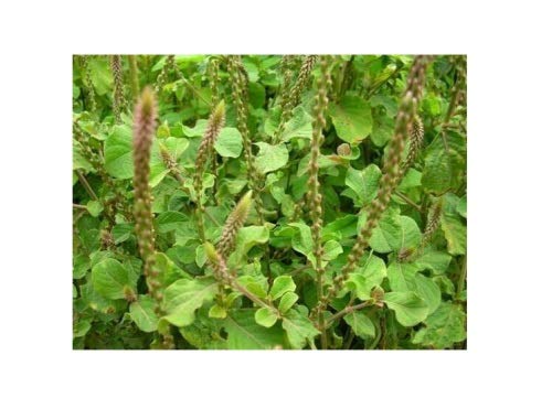 Indian Farms Modern Plants Apamarg/Prickly Chaff Flower/Latjeera - Jad ...
