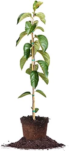 Amazon.com : Giant Fuyu Persimmon Tree - 24" Tall Live Plant - Gallon ...