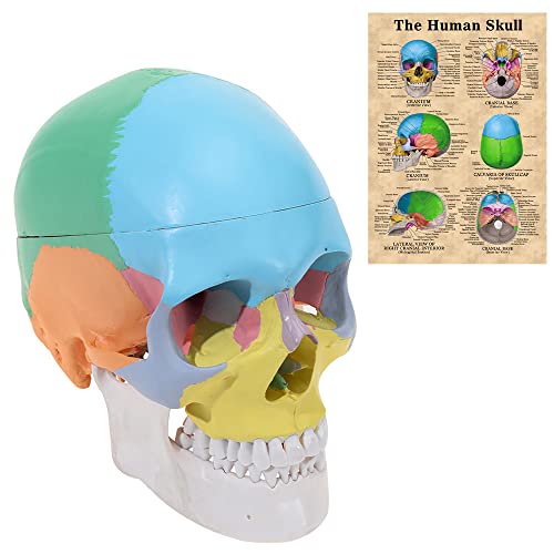 Snapklik.com : MIIRR Life Size Colorful Human Skull Model -Skeleton ...