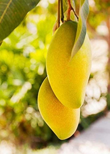 Cloud Farm Live Dasheri/Dashehari Mango Grafted Fruit Plant - Healthy ...