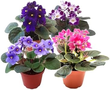 Amazon.com : African Violets Live Plants Houseplants, Light Pink ...