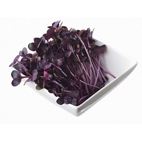 Radish Sango Sprouts (Microgreens Purple Radish Seeds) 100 gm seeds ...