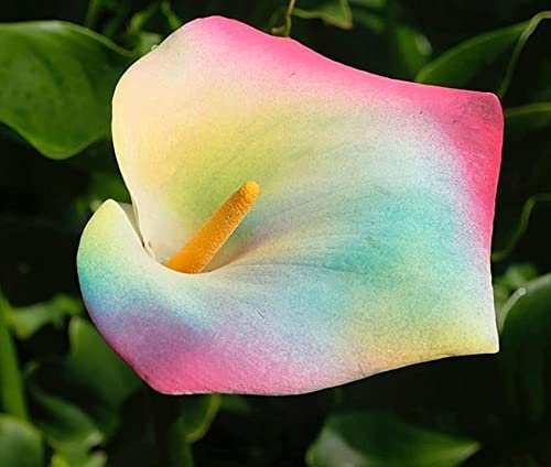 Bulbos de Calas en Leroy Merlin: Todo lo que necesitas saber - Mi Hogar