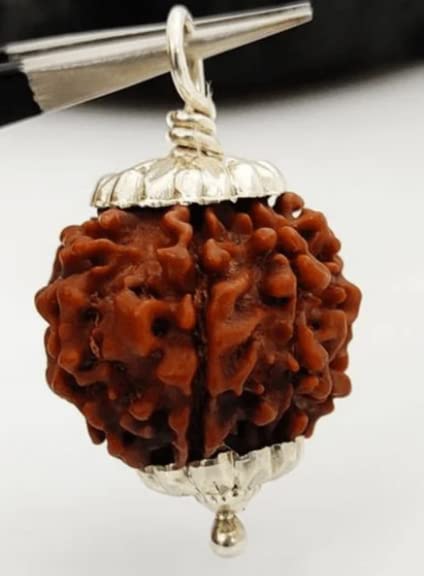 Astro Cart 5 Mukhi Rudraksha Original Certified Panchmukhi Five Face ...