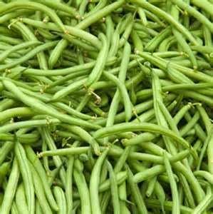 Amazon.com : Top Crop Bush Bean Seed 100 Ct. : Corn Plants : Patio ...