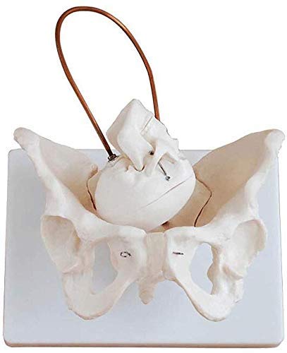 Buy AIOXY Human Body Female Pelvis with Baby Head, Female Fetal ...
