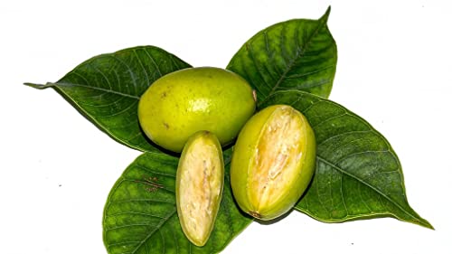 Buy Creative Farmer Grafted Tropical Rare Exotic Spondias Mangifera ...