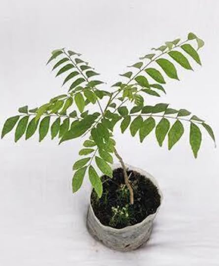 live Curry leaves Plant | Curry Leaf | Kadi Patta Plant | Mitha Neem ...