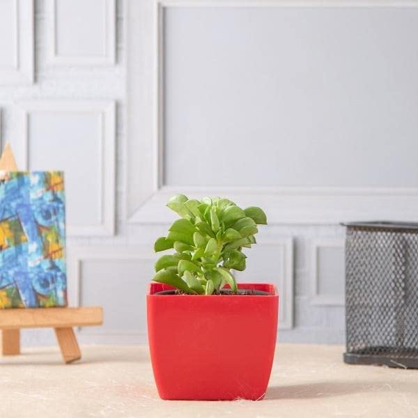 Mphmi Nursery Delhi Plant NCR Peperomia dolabriformis, Prayer Pepper ...