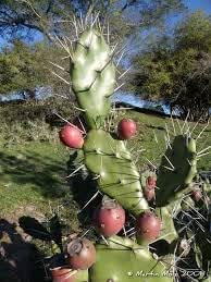 Opuntia monacantha (CHAPATHI KALLI) FRESH AND NATURAL PLANT/NSP ...