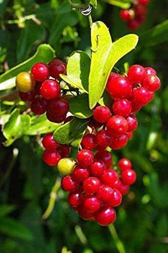 Amazon.com : MITRAEE 100pcs Sarsaparilla nostrana Plant Seeds : Patio ...