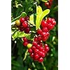 Amazon.com : MITRAEE 100pcs Sarsaparilla nostrana Plant Seeds : Patio ...