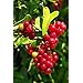 Amazon.com : MITRAEE 100pcs Sarsaparilla nostrana Plant Seeds : Patio ...