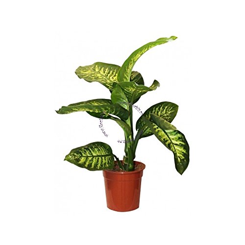 Diphen Indoor Plant : Amazon.in: Garden & Outdoors