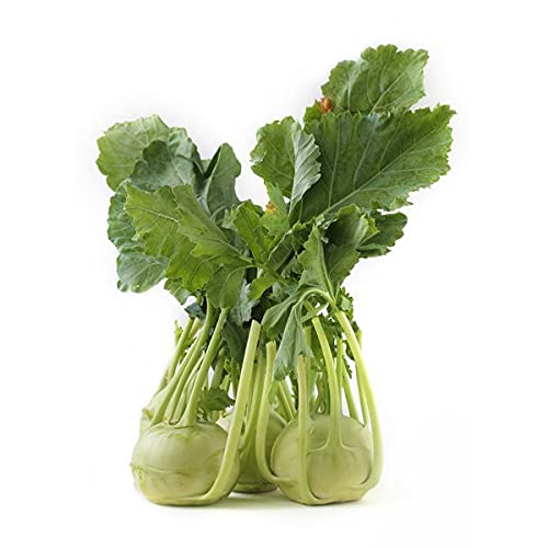 Organic Knol Khol Green Leaf Vegetable Seed 20 SEED : Amazon.in: Garden ...